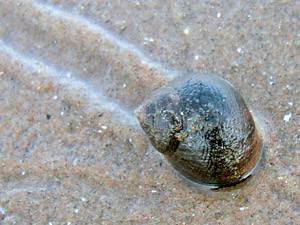 Edible Periwinkle | Sussex Wildlife Trust