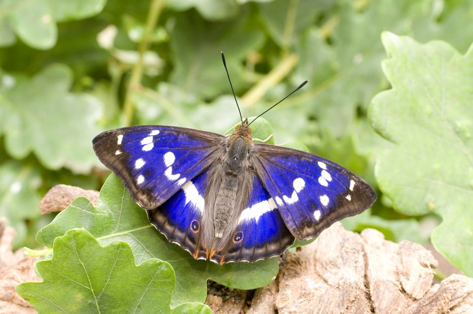 Save our ancient woodlands | Rye Harbour Nature Reserve