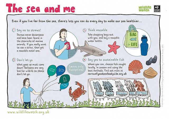 Marine Week activity sheets | Sussex Wildlife Trust