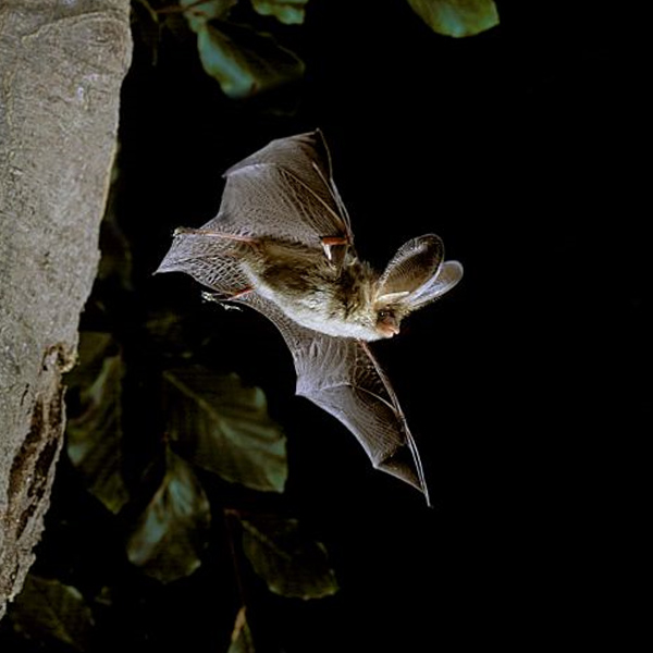 Bats in Sussex | Rye Harbour Nature Reserve