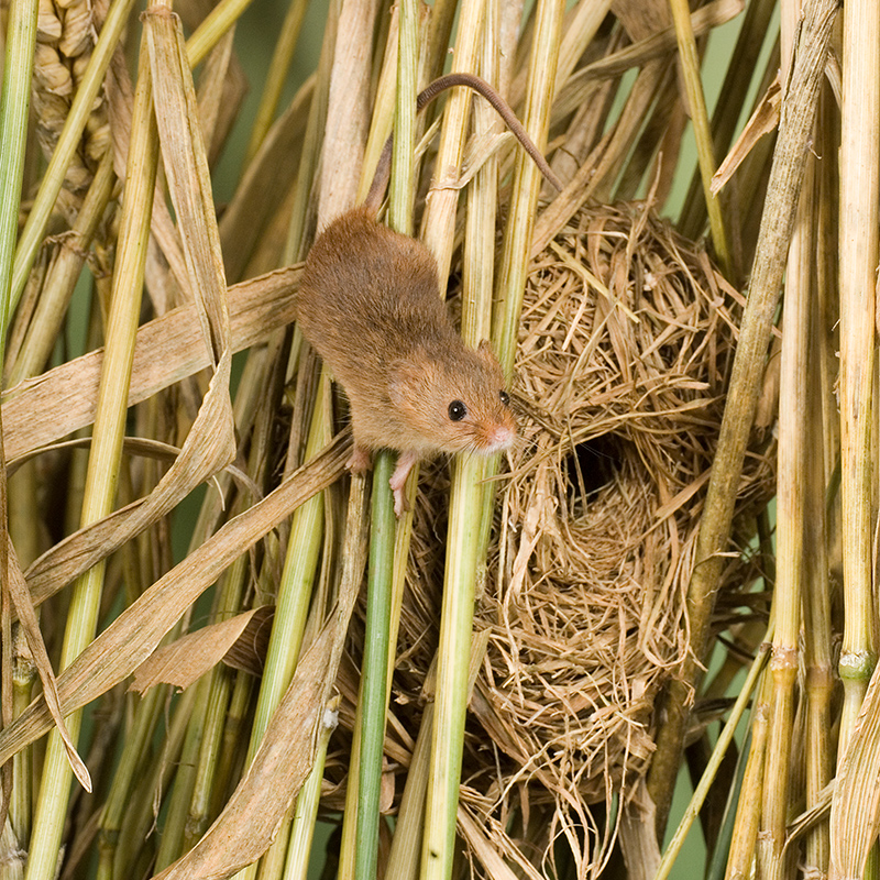 Harvest Mice | Rye Harbour Nature Reserve
