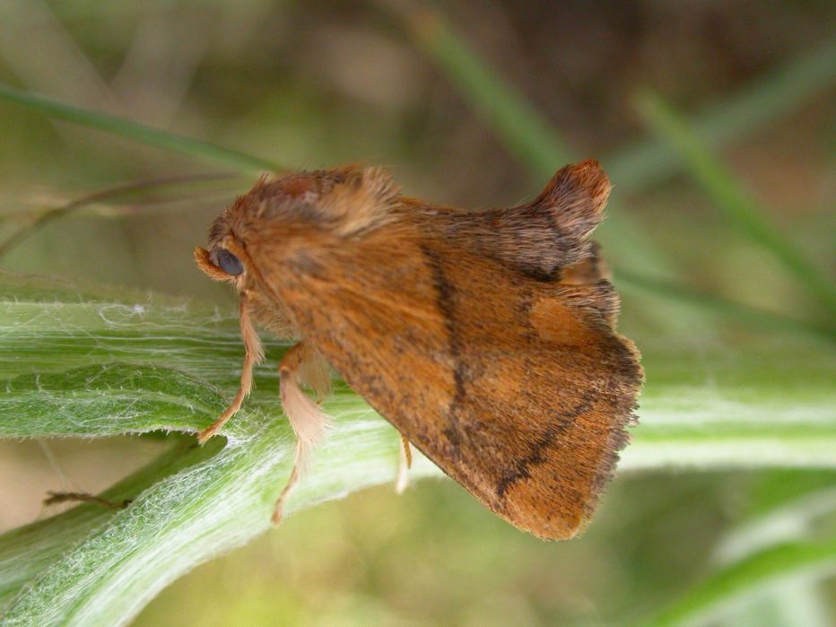 Brickfield Meadow moth trap | Rye Harbour Nature Reserve