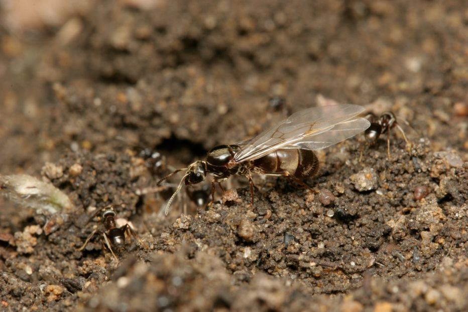 Flying Ant Day 2017 | Rye Harbour Nature Reserve