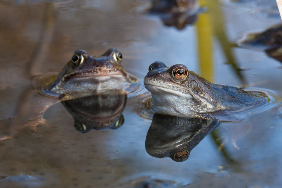 A Toadally abundant time of year | Rye Harbour Nature Reserve