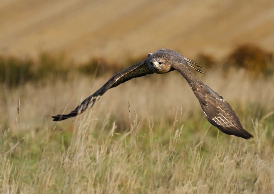 Buzzard bounce-back | Rye Harbour Nature Reserve