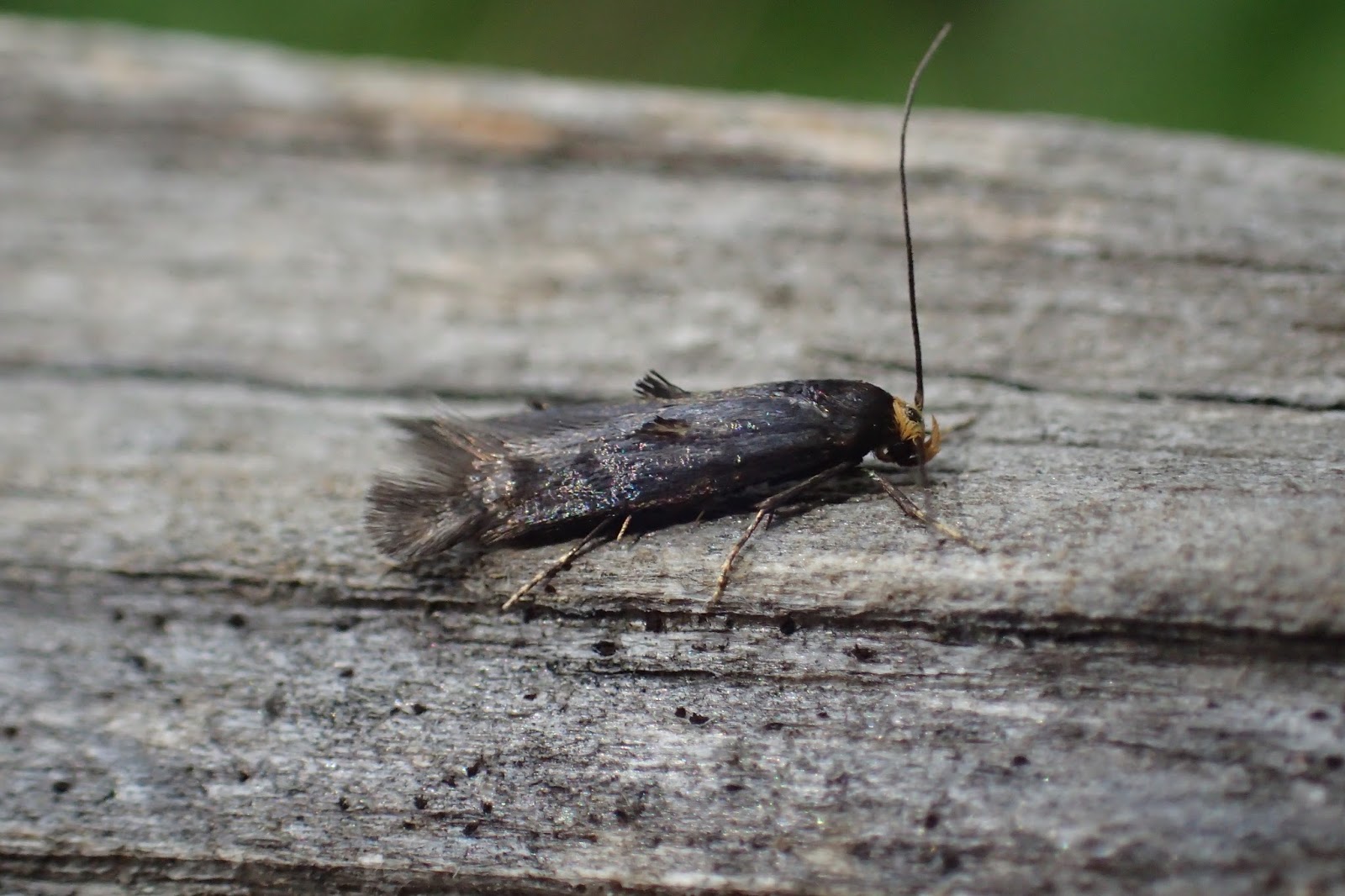 Gillham Wood mini-bioblitz | Rye Harbour Nature Reserve