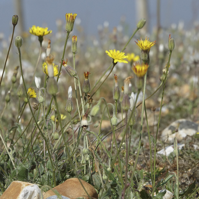 On the up! | Rye Harbour Nature Reserve