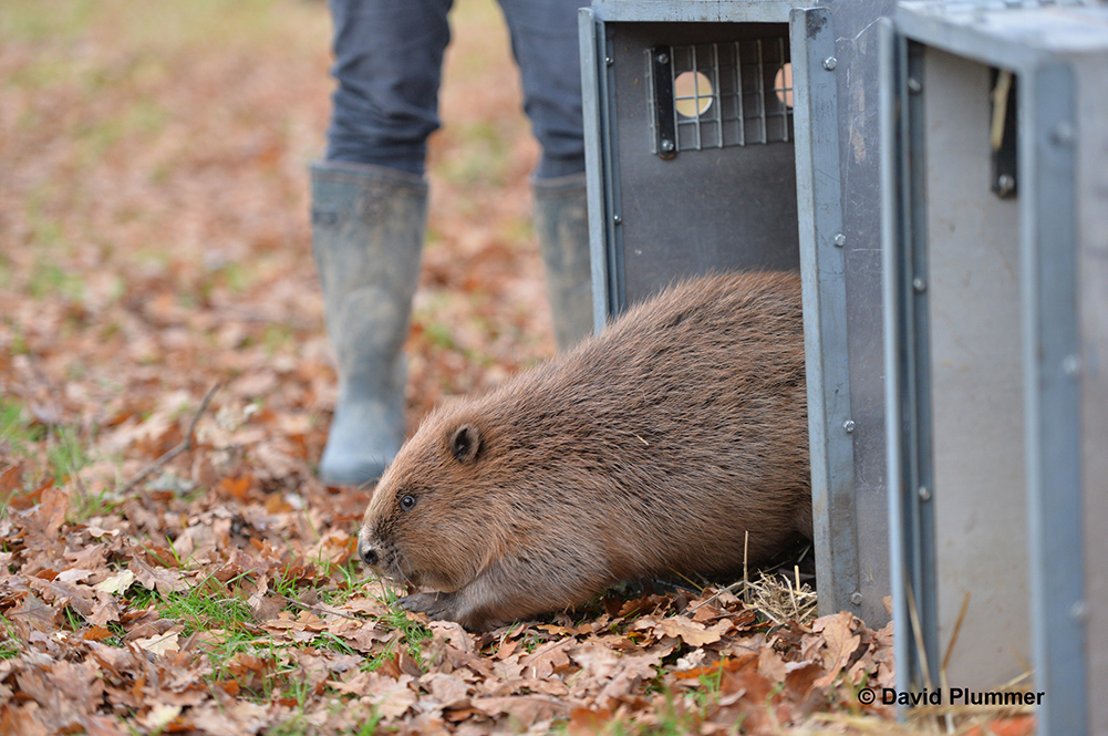 Beaver exploring the Adur landscape | Rye Harbour Nature Reserve