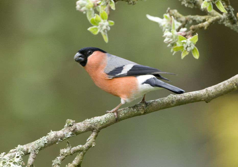 Corona Wildlife Diary: Day Seventeen | Rye Harbour Nature Reserve