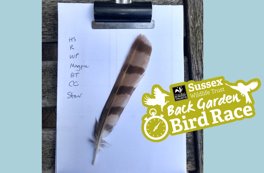 Back Garden Bird Race September results | Rye Harbour Nature Reserve