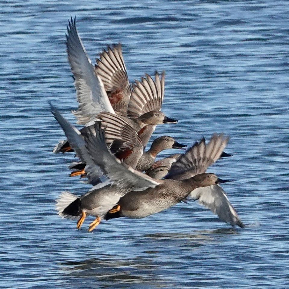 Dip into the world of dabbling ducks | Rye Harbour Nature Reserve