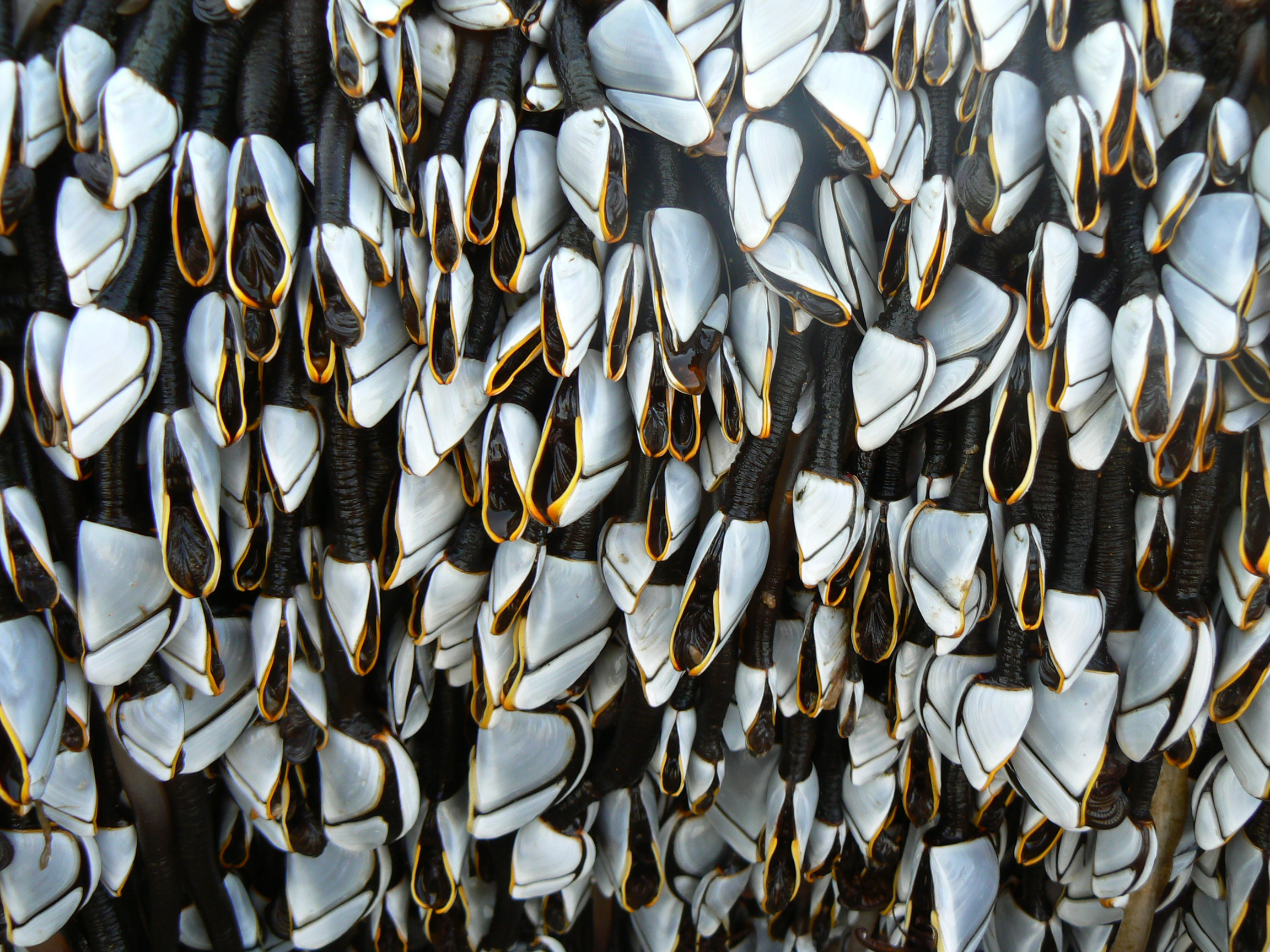 Goose Barnacle, Barnacle Goose | Rye Harbour Nature Reserve