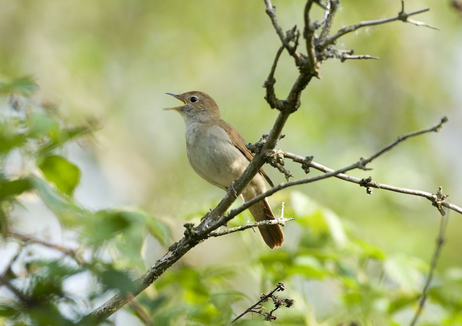 Nightingale | Rye Harbour Nature Reserve