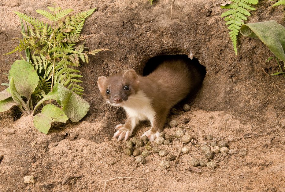 Stoat | Rye Harbour Nature Reserve
