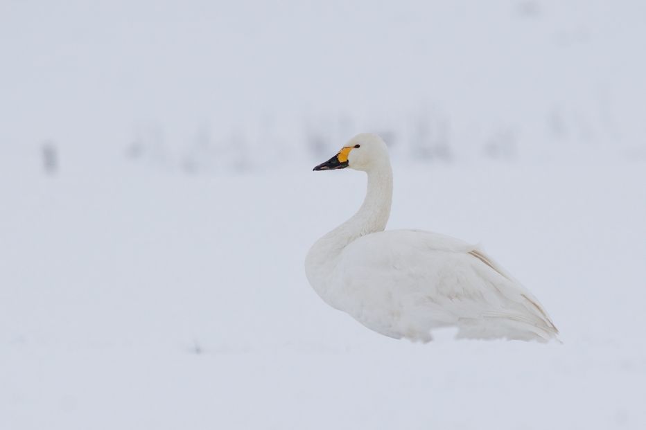 Seven swans a-swimming | Rye Harbour Nature Reserve