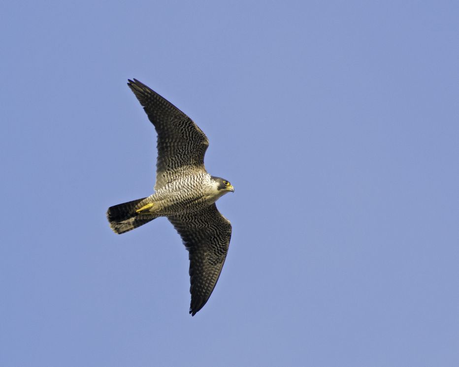 Urban peregrines | Rye Harbour Nature Reserve