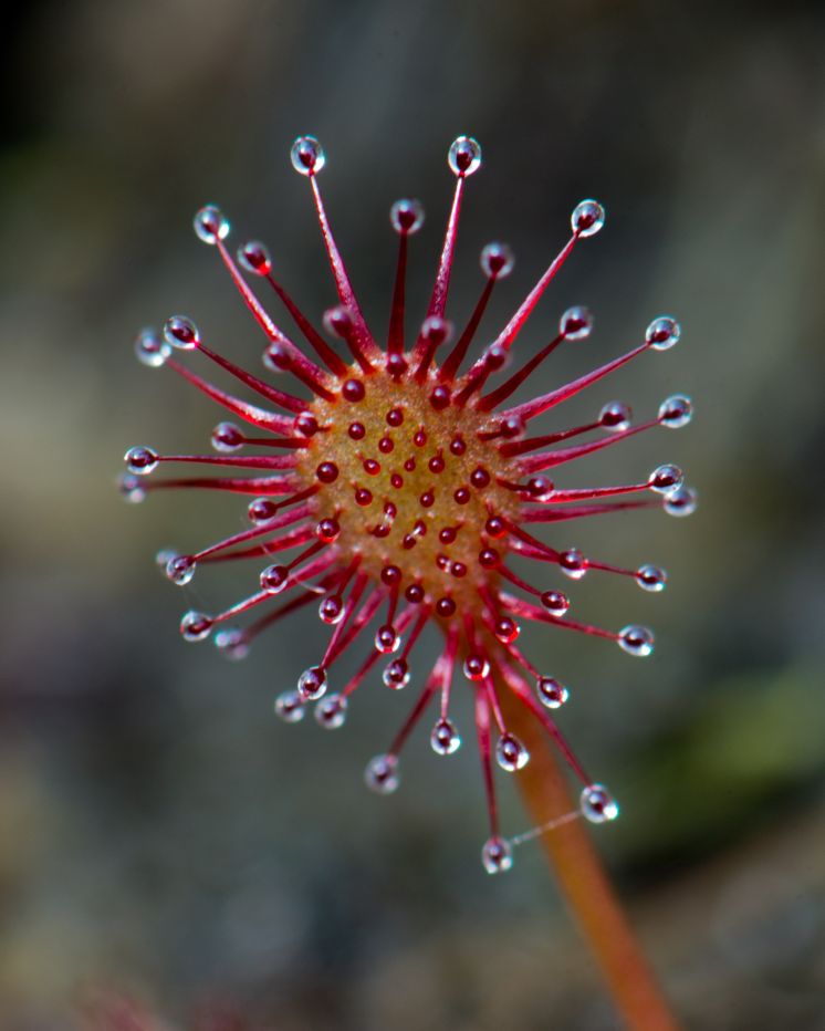 Sundews | Rye Harbour Nature Reserve