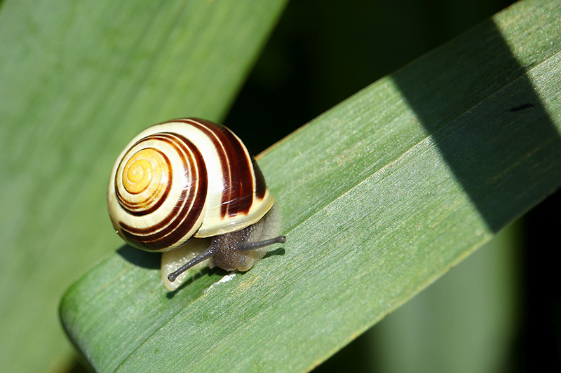 Species of the Day: Lipped Snails | Rye Harbour Nature Reserve