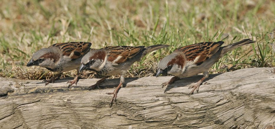 Species of the day: House Sparrow | Rye Harbour Nature Reserve