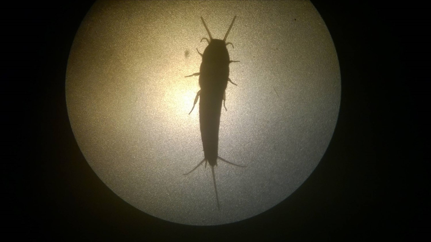 Corona Wildlife Diary: Day Eighty-five | Rye Harbour Nature Reserve