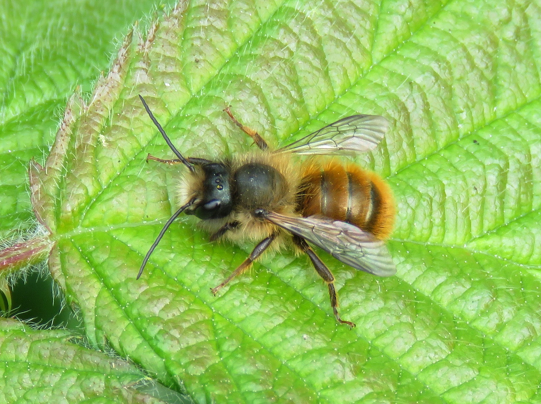 Corona Wildlife Diary: Day Thirty-five | Rye Harbour Nature Reserve