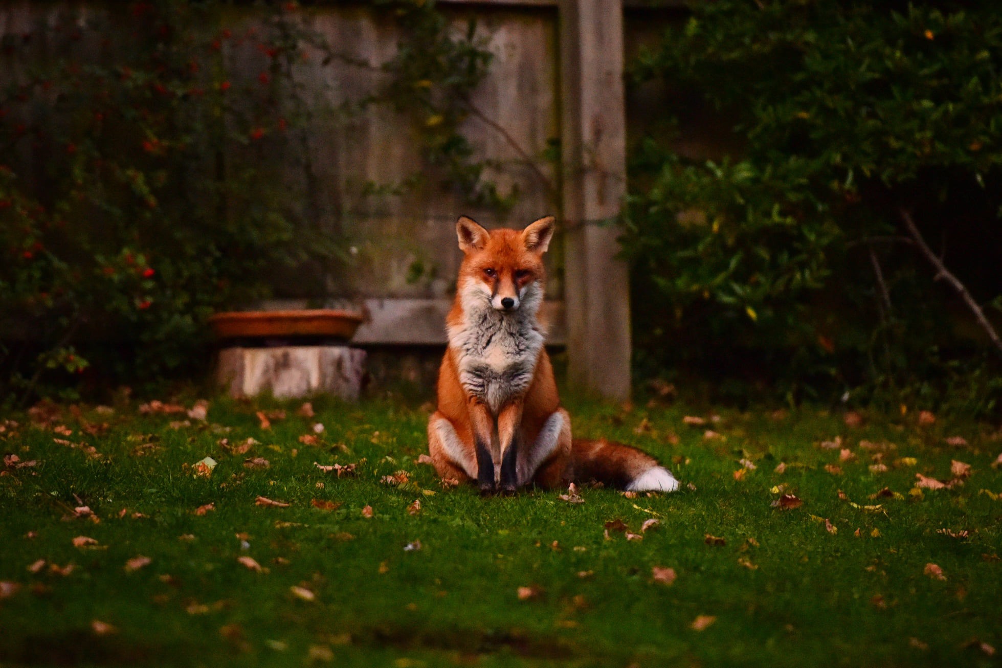 The Pongtastic Mr Fox | Rye Harbour Nature Reserve