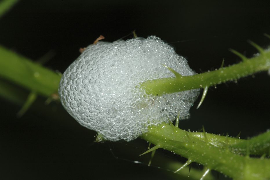 Corona Wildlife Diary: Day Seventy-two | Rye Harbour Nature Reserve