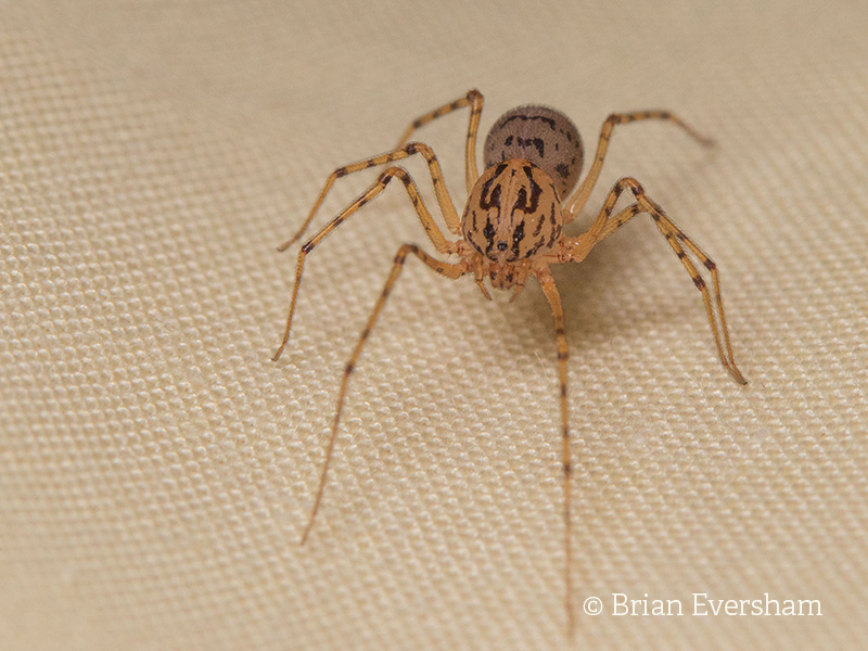 Living with spiders | Rye Harbour Nature Reserve