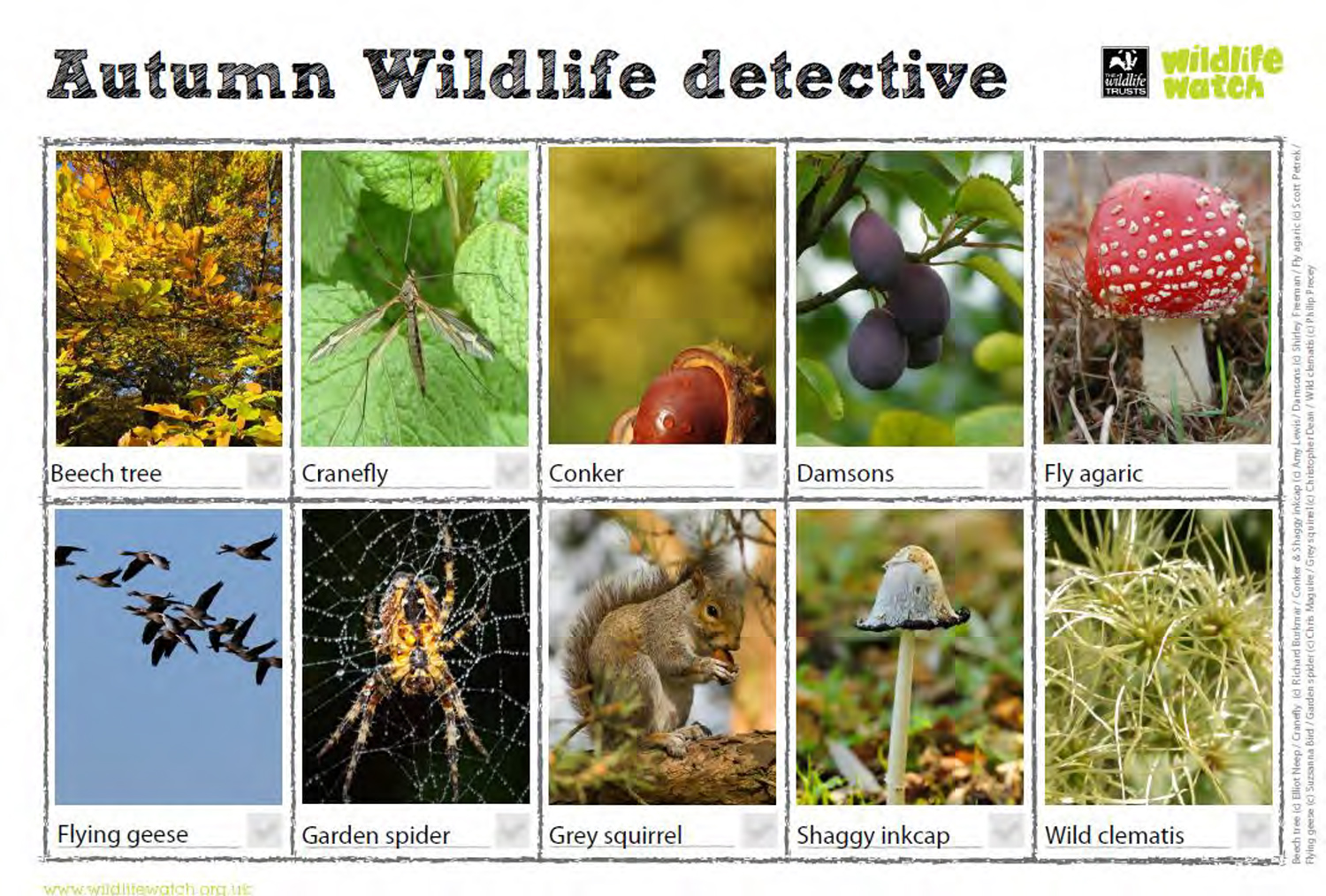 Spotting sheets | Sussex Wildlife Trust