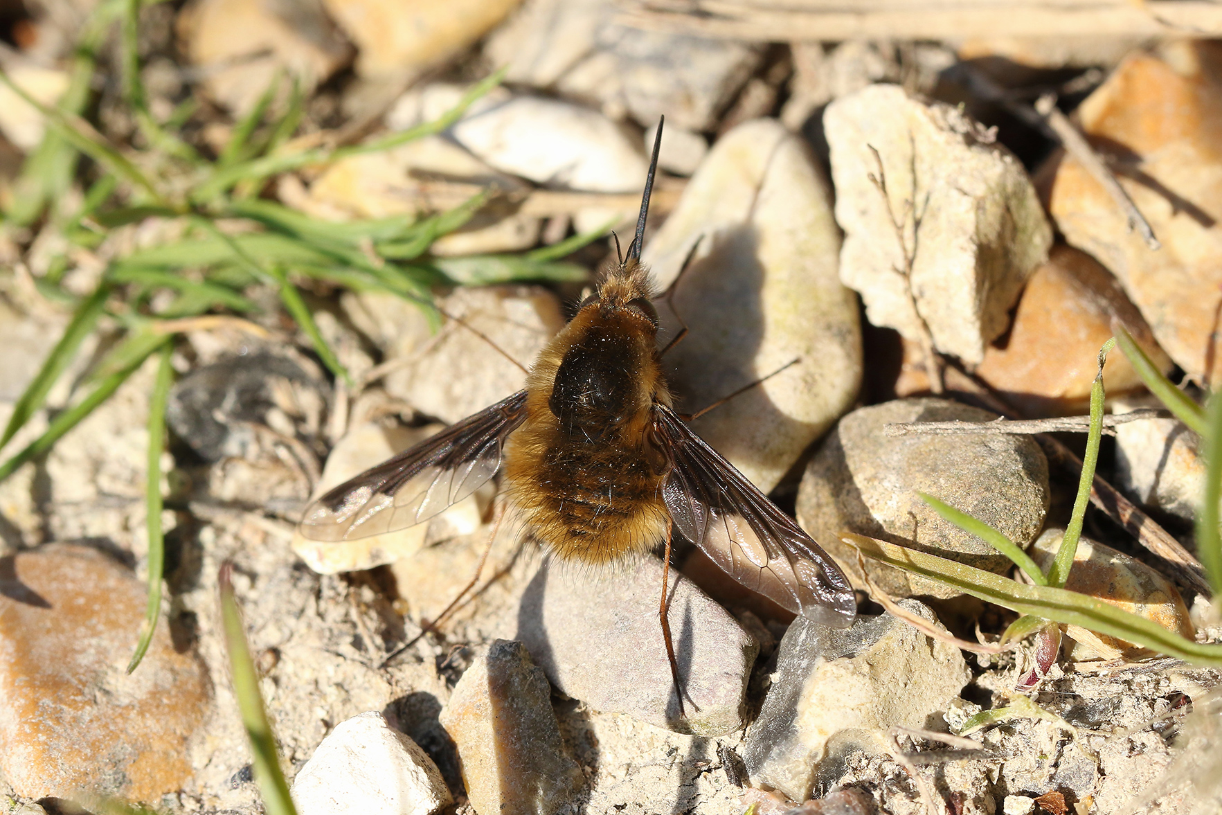 Species of the day: Bee-fly | Rye Harbour Nature Reserve