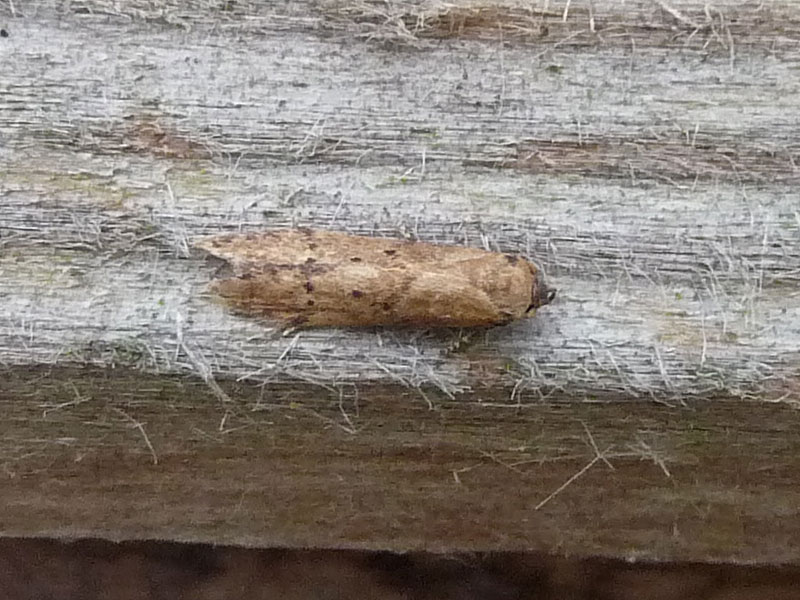 Behind the Lens with Bob Foreman | Sussex Wildlife Trust