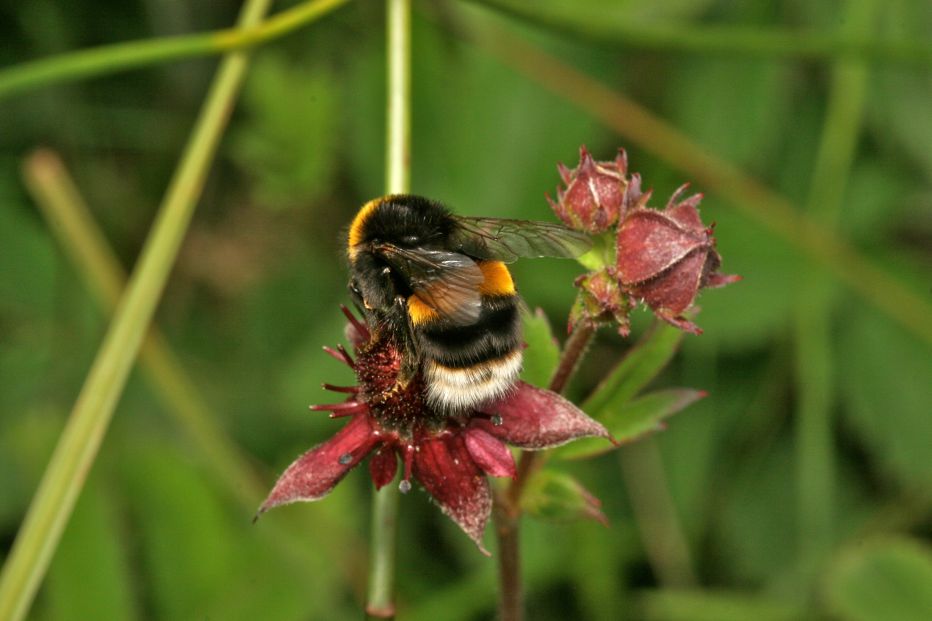 Species of the day: Buff-tailed Bumblebee | Sussex Wildlife Trust