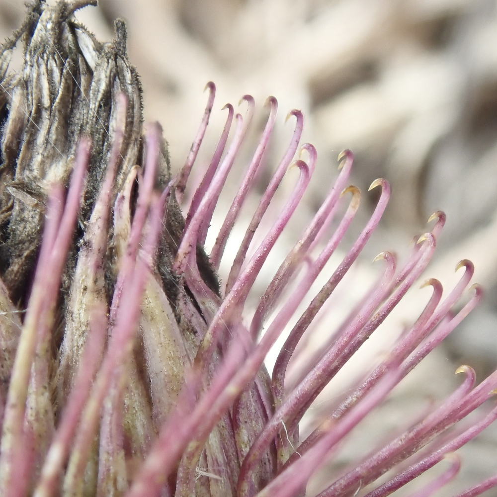 Natural Velcro | Rye Harbour Nature Reserve