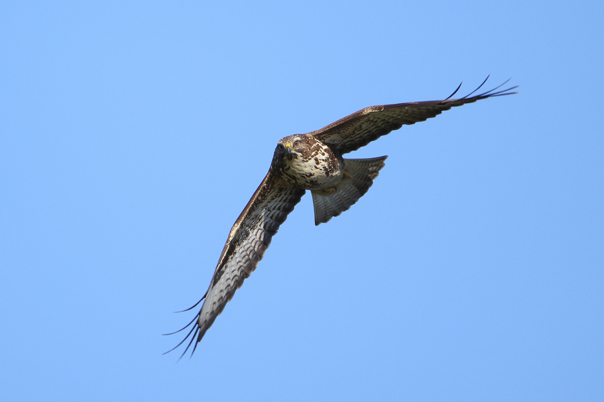 Species of the day: Buzzard | Sussex Wildlife Trust