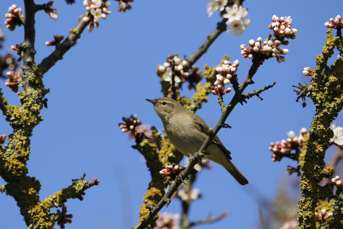 Species of the day: Chiffchaff | Sussex Wildlife Trust