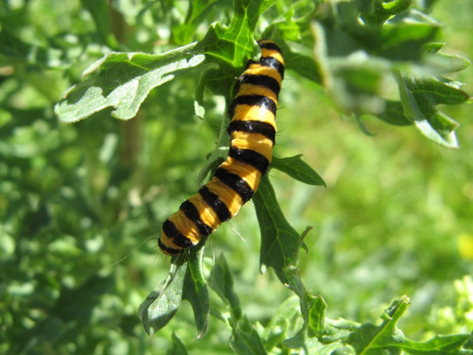 Very Hungry Caterpillars | Rye Harbour Nature Reserve