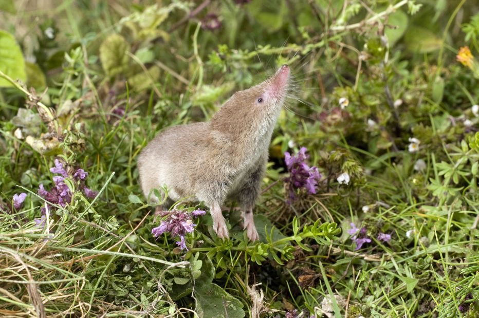 Species of the day: Common Shrew | Sussex Wildlife Trust