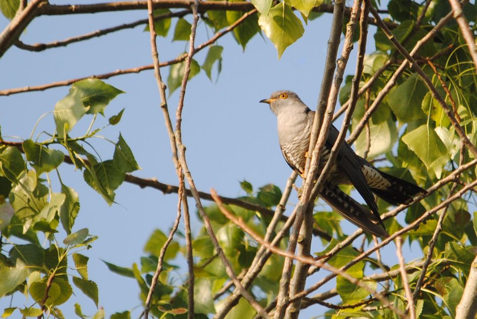 Species of the day: Cuckoo | Sussex Wildlife Trust