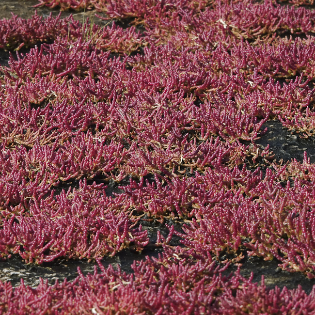 Saltmarsh Colours | Sussex Wildlife Trust
