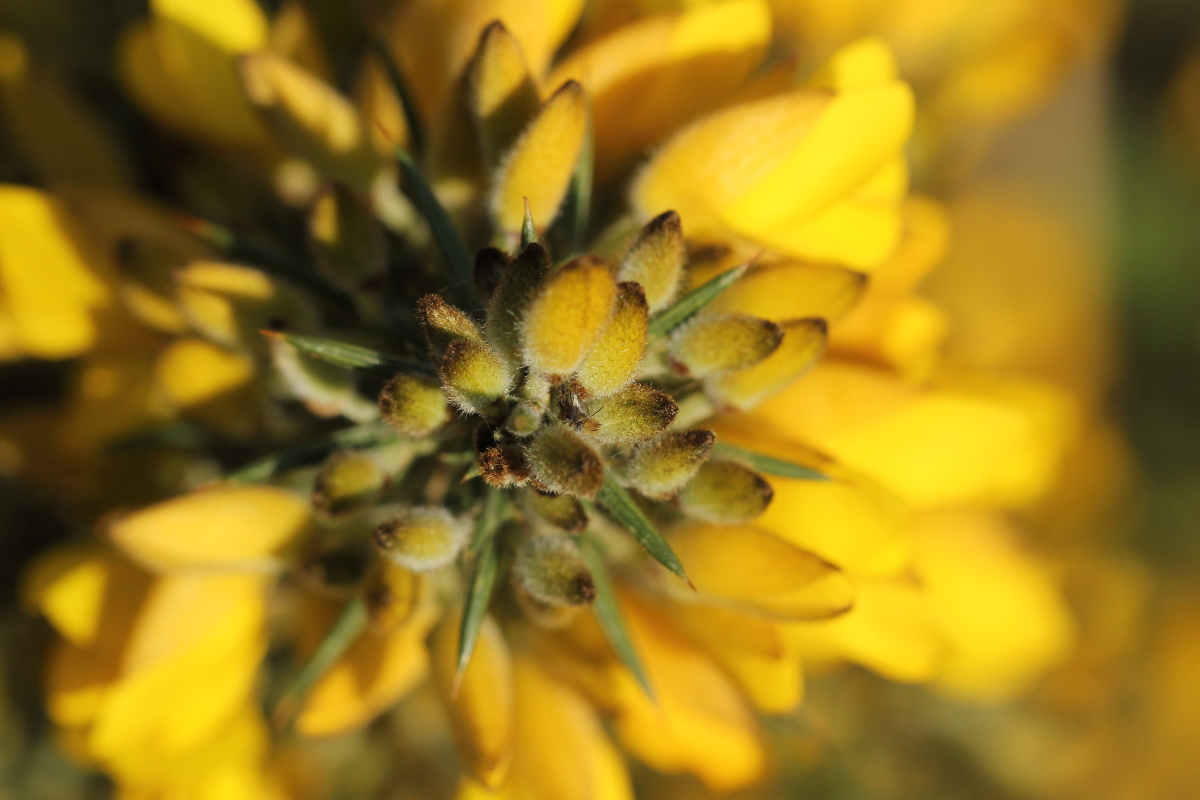 Species of the day: Gorse | Sussex Wildlife Trust
