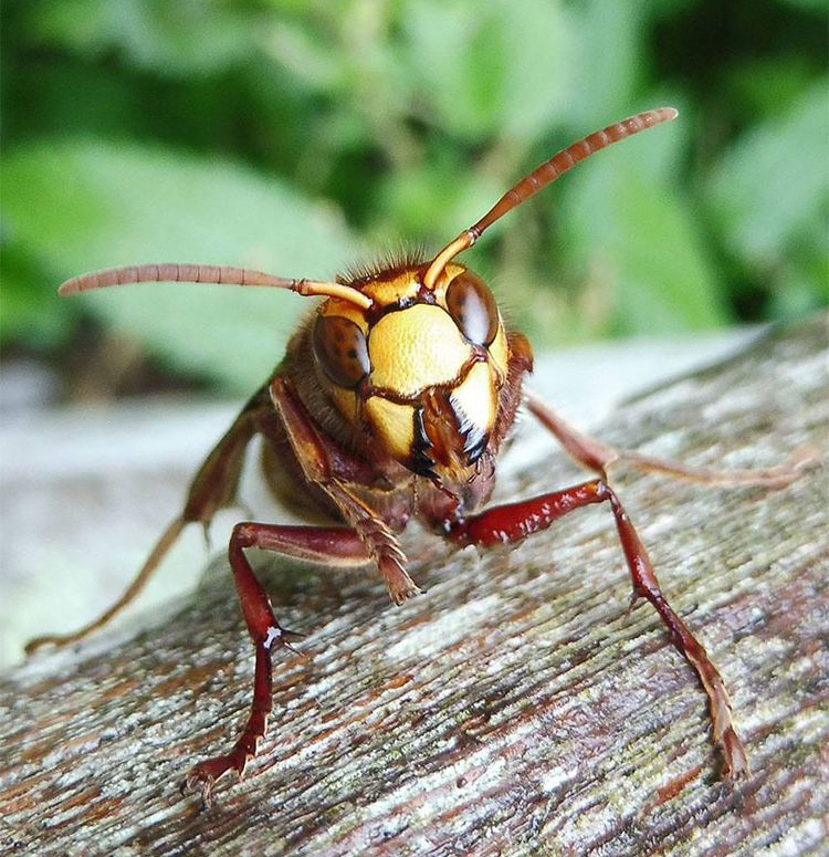 Behind the Lens with Bob Foreman | Sussex Wildlife Trust
