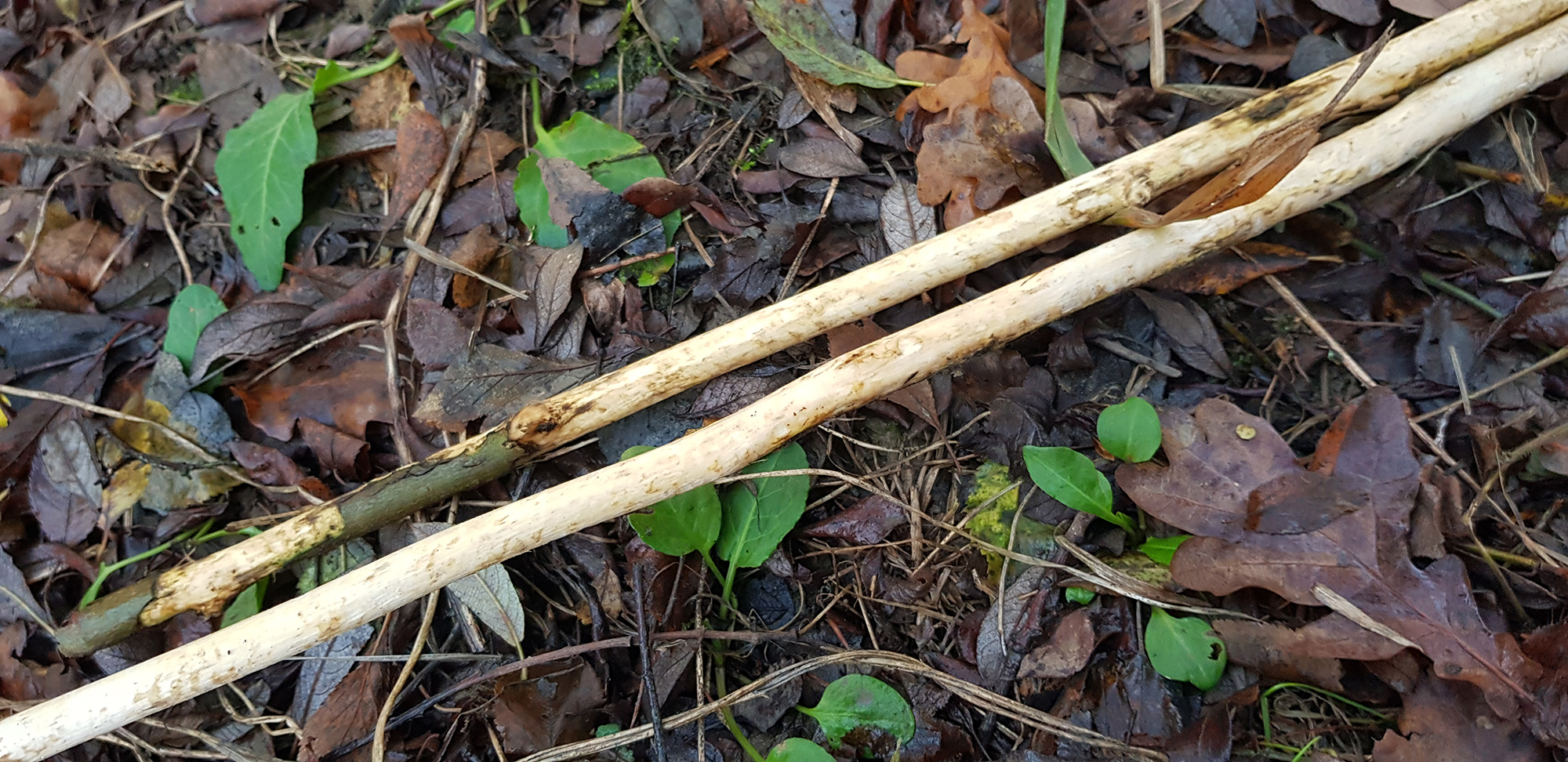 Beaver exploring the Adur landscape | Sussex Wildlife Trust