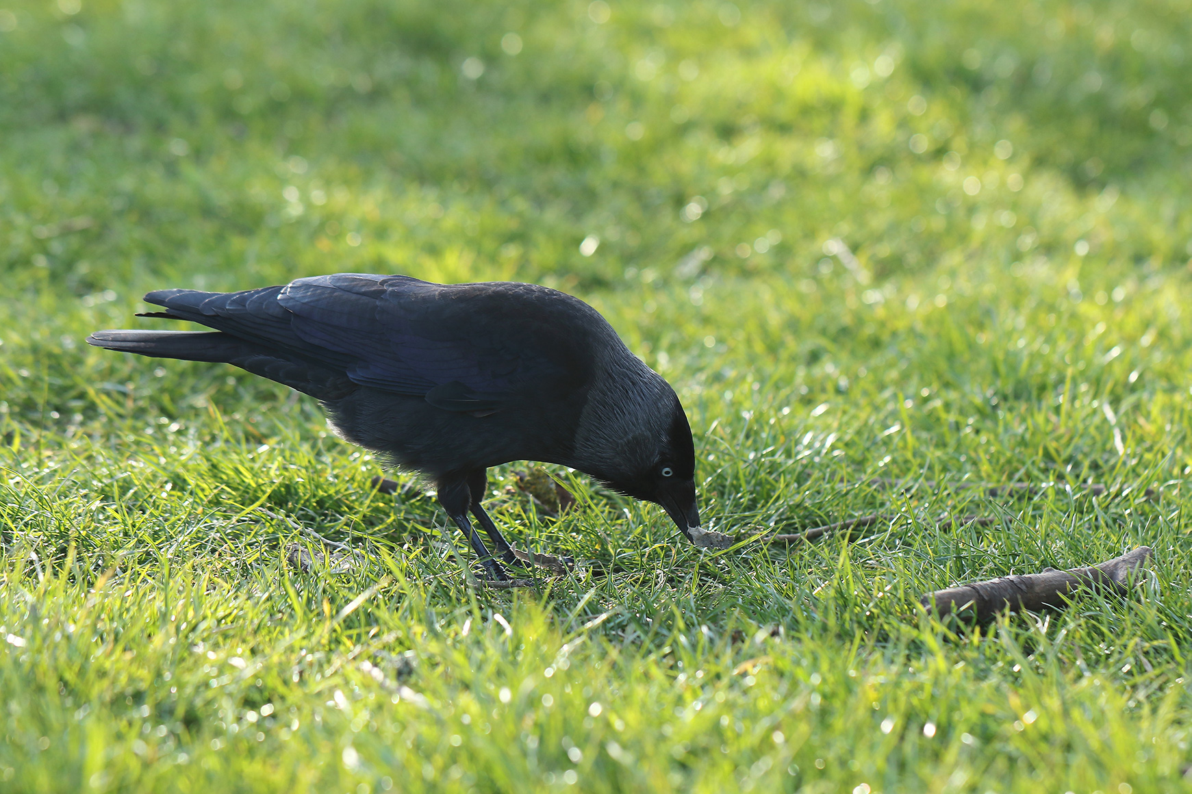 Species of the day: Jackdaw | Sussex Wildlife Trust