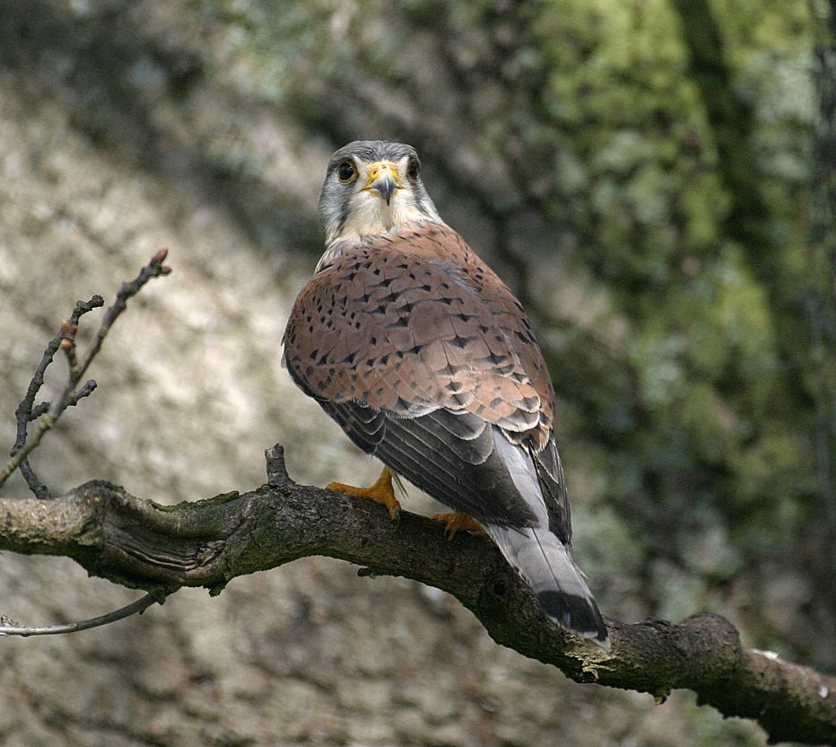 Species of the day: Kestrel | Sussex Wildlife Trust