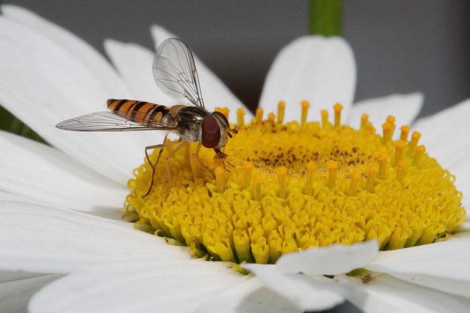 Species of the day: Marmalade Hoverfly | Sussex Wildlife Trust