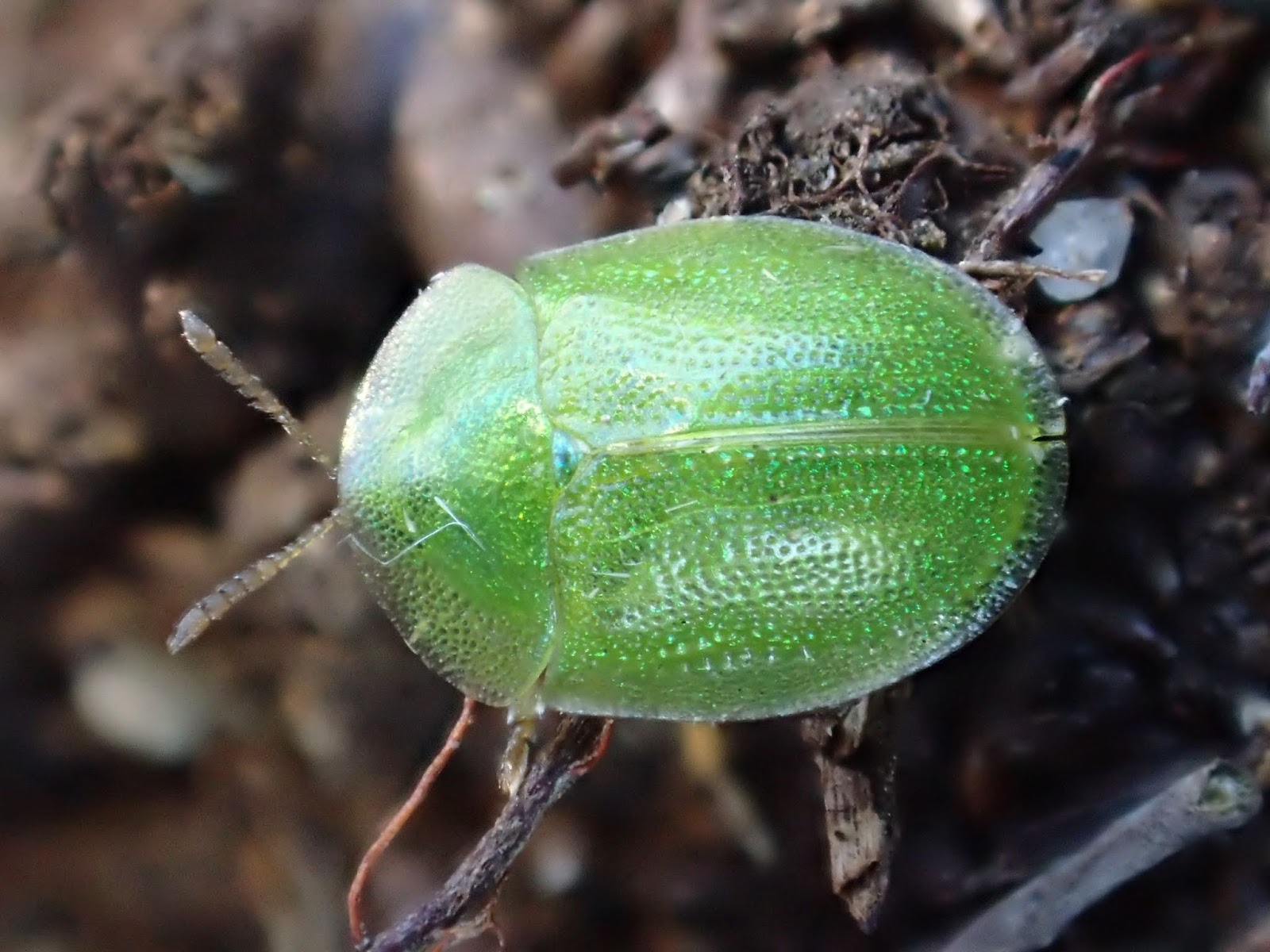 Bogey beetle | Sussex Wildlife Trust