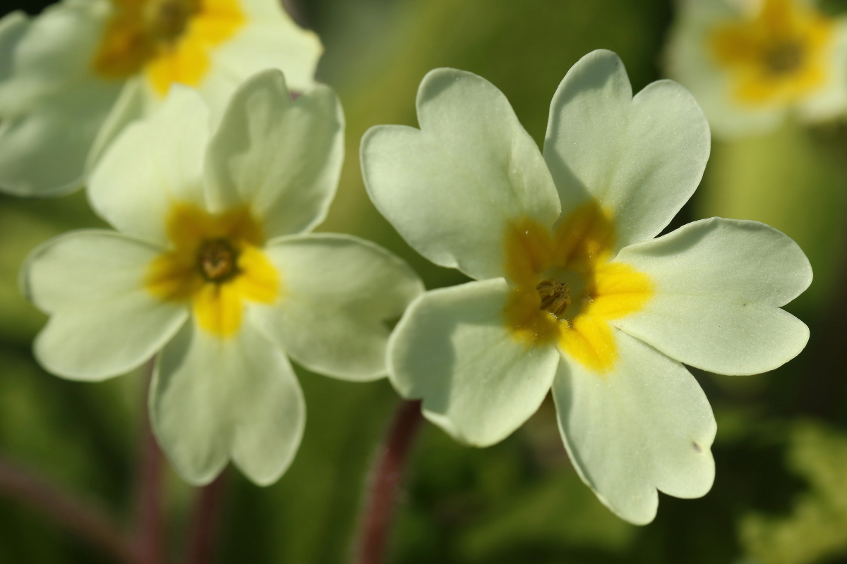 Species of the day: Primrose | Sussex Wildlife Trust