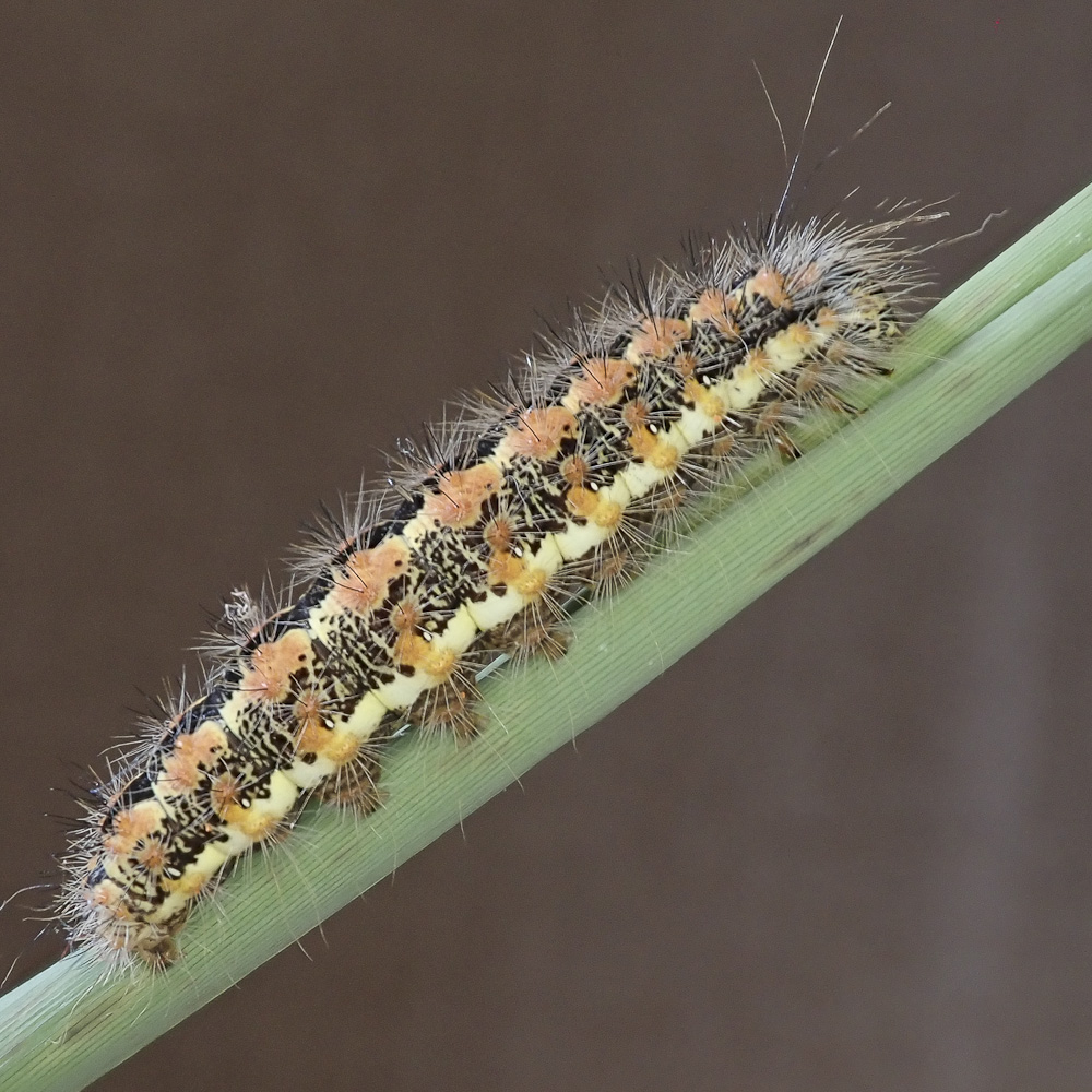 The Reed Dagger | Sussex Wildlife Trust