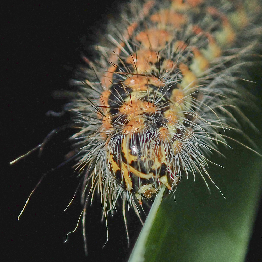 The Reed Dagger | Sussex Wildlife Trust