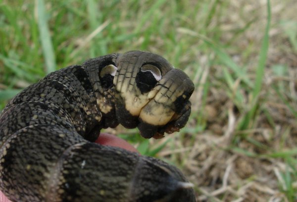 Go Away! | Sussex Wildlife Trust